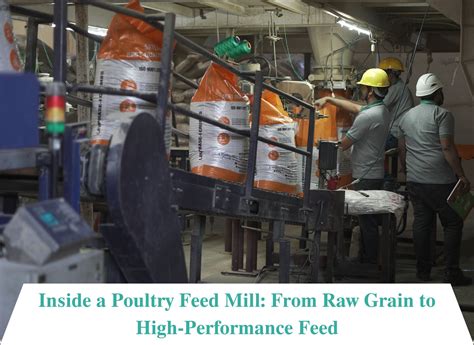 Inside Skylarks Poultry Feed Mill Grain To Quality Feed