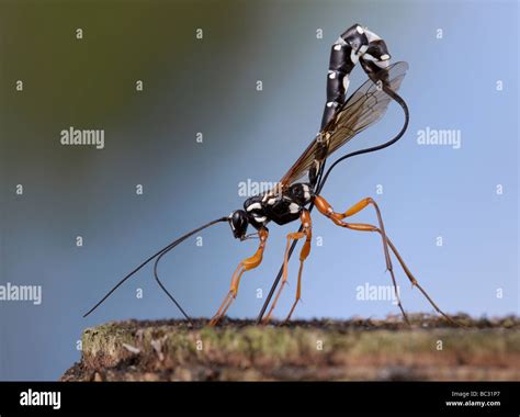 Sabre Wasp Rhyssa Persuasoria Boring Through Timber To Reach Wood Wasp