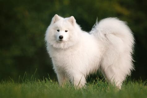 Samoyed Dog Breed
