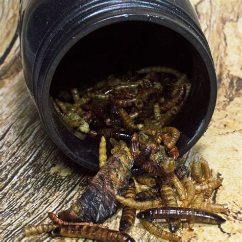 Were On Good Worms Mix Collections