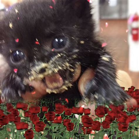 Pee Wee Playlist By Izzy Spotify