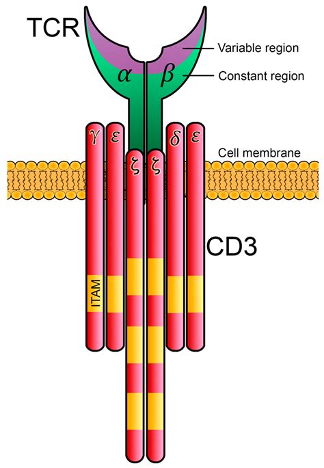 Switch Biology At Jacob Shadforth Blog
