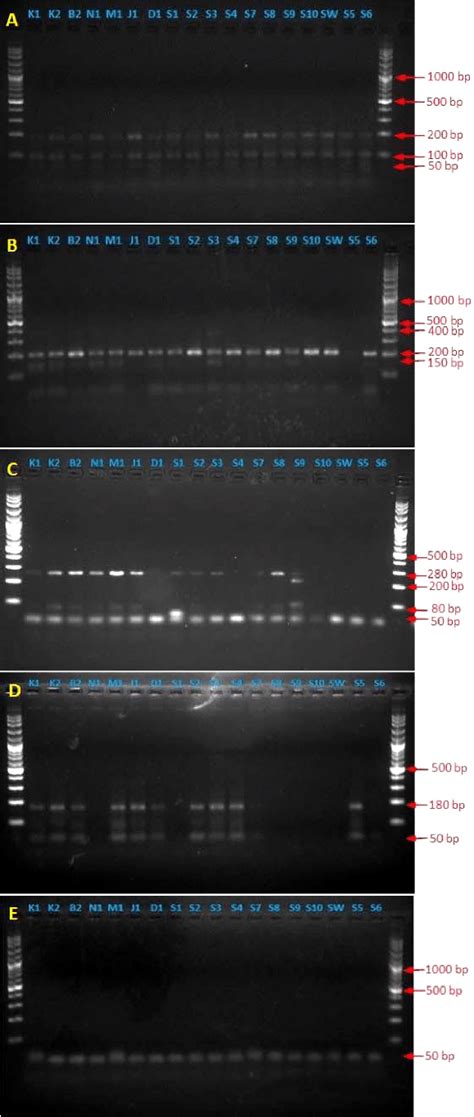 Srap Pcr Banding Patterns Produced By The Primer Pair A Me5 Em1