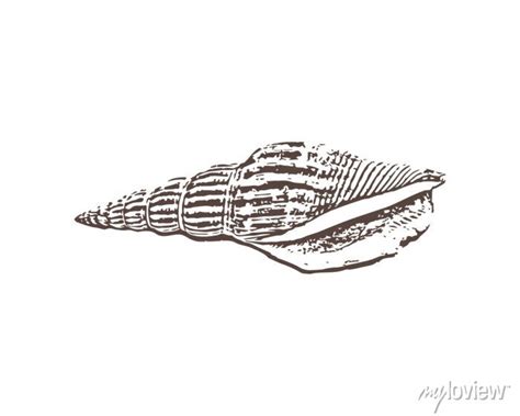 Doodle Shellfish Icons Isolated On White Hand Drawing Sketch • Wall