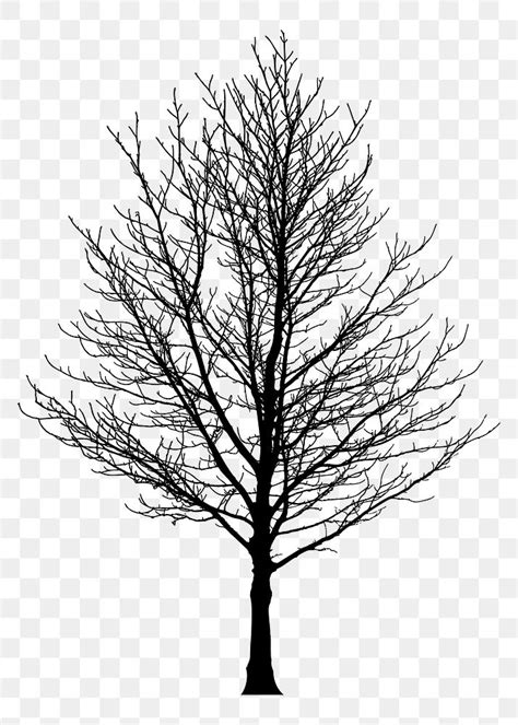 Tree Leafless Images Free Photos Png Stickers Wallpapers