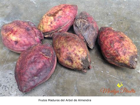 Frutas Que Se Cultivan En República Dominicana 1 Arboles Y Flores