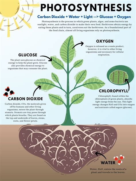 Lipsey Water Photosynthesis Process