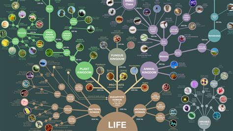 A Mix Of Science And Art This Wallchart Shows The Evolution Of Life