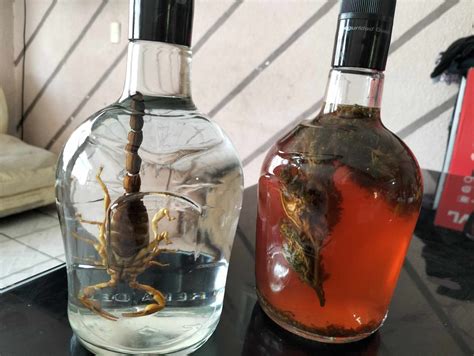 Impermeabilizantes Abocado Con Alacran Gigante El Mezcal Duranguense