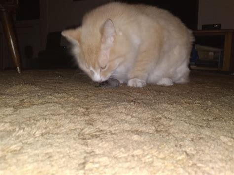 Mouse 😳 Rmiitopia