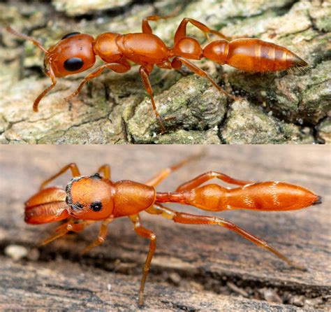 Ant Vs Spider