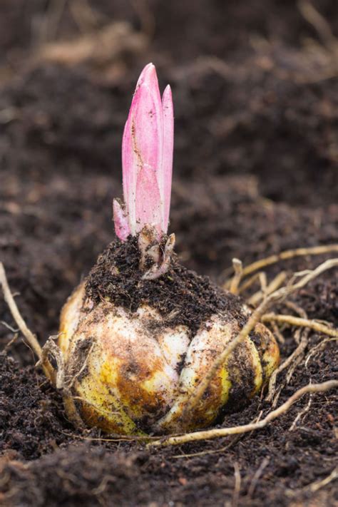 How Far Apart To Plant Lily Flower Bulbs At Claire Grissom Blog