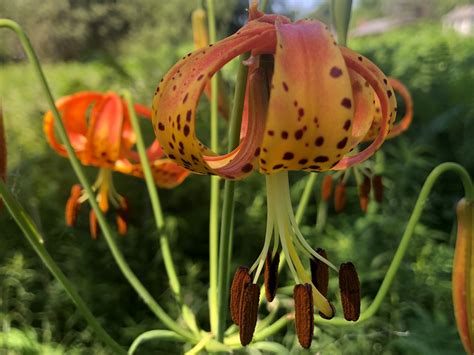 Wisconsin Wildflower Michigan Lily Lilium Michiganense