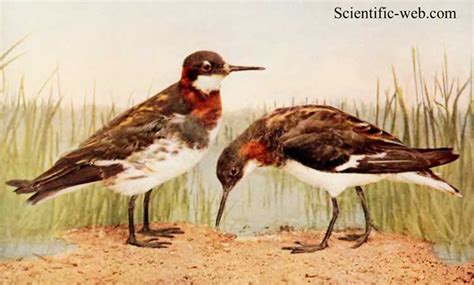 Phalaropus Lobatus