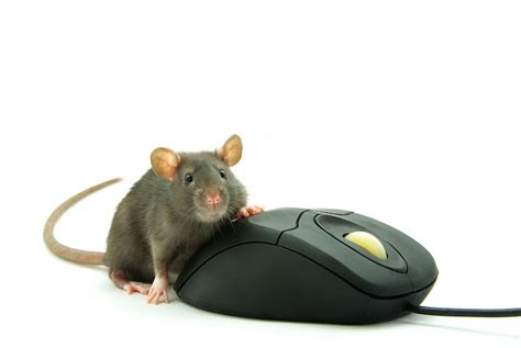 Real Mouse Photos Download Free High Quality Pictures Freepik