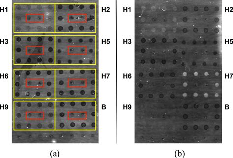 Strong Responses To Polyclonal Anti Ha Antiserum Are Readily Observable