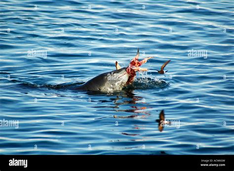 Leopard Seal Eating Gentoo Penguin Birds Flying Around Antarctica Stock