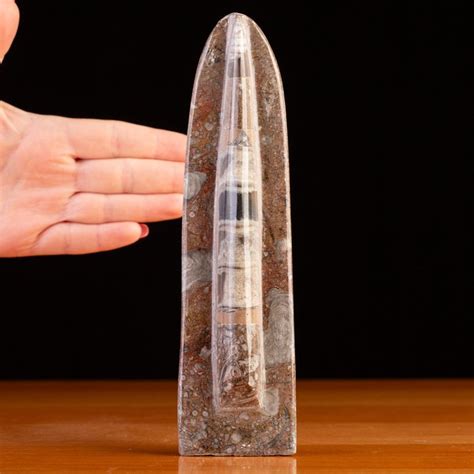 Fossil Squid Bone Taxidermy Full Body Mount Orthoceras 205 Cm