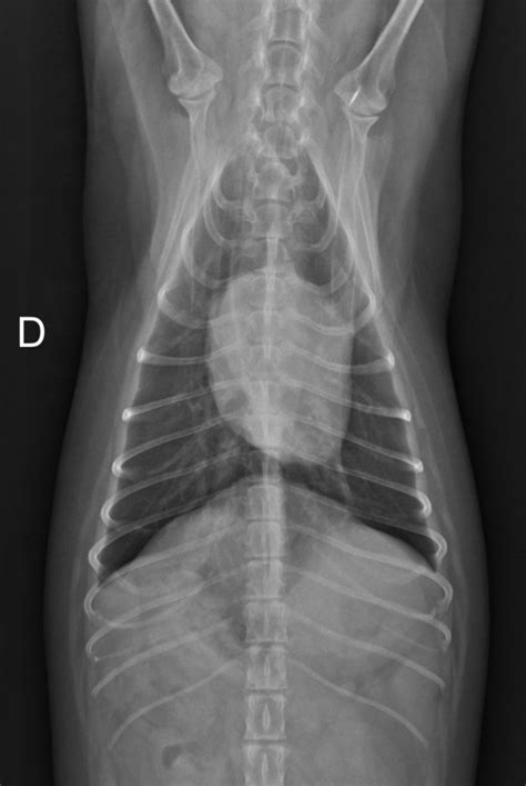 Comment Faire Une Bonne Radiographie Du Thorax Pour Animaux