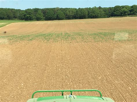 Fodder Beet The Farming Forum