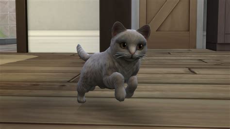 Cinder Calysta Lynn Sims 4 Wiki Fandom