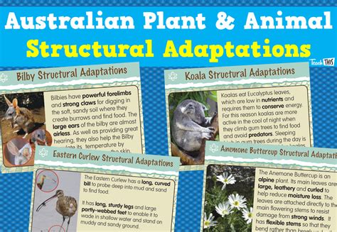 Australian Plant And Animal Structural Adaptations Teacher Resources