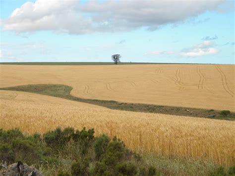 Inland Caledon Area 1 Hrs Drive Outside Of Cape Town This Is Where There Are Wheat Fields