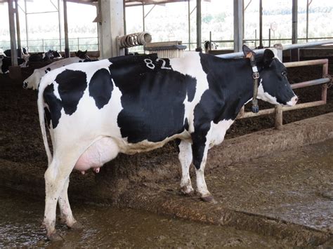 Body Condition Scoring In Dairy Farming For Better Herd Health