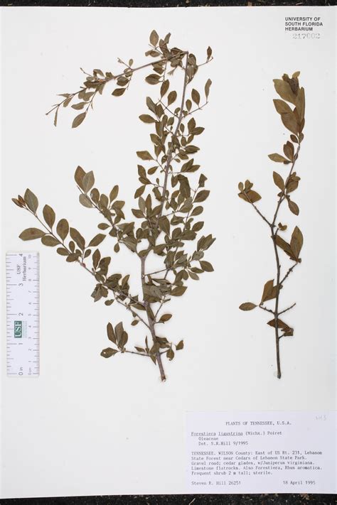 [specimen Details] Plant Atlas