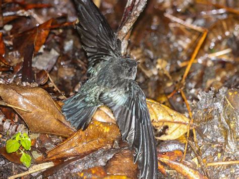 Bornean Swiftlet Ebird