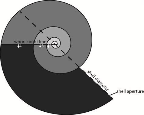 Schematic Diagram Of A Pteropod Shell Demonstrating How Shell Diameter