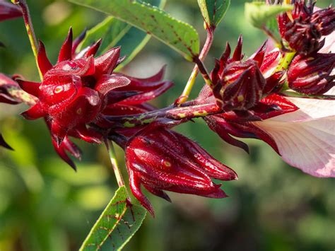 Jamaican Flowers Names And Pictures At Brodie Eldershaw Blog