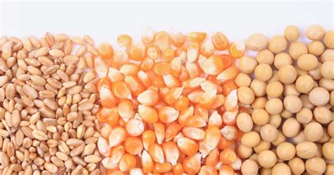 Agrifood Commodity Inspection Services Qima