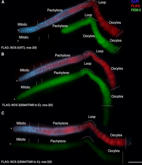 Mpk 1 Erk Controls Membrane Organization In C Elegans Oogenesis Via A