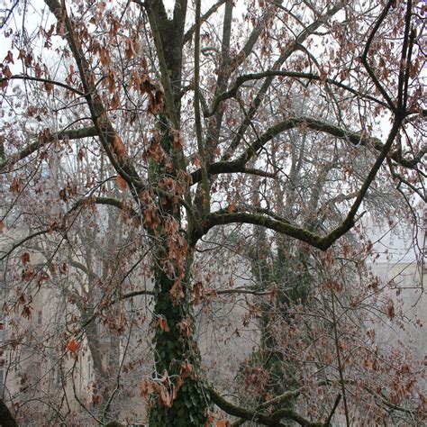 Trees Texture Pack By Angeleowyn On Deviantart