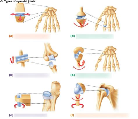 Synovial Joint Types Diagram Quizlet