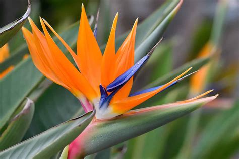 Giant Bird Of Paradise Transplanting Bird Of Paradise Care Repotting