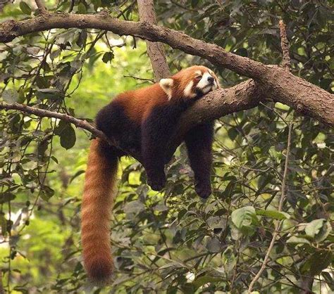 小熊猫站起来举手小熊猫举手举起手来第4页大山谷图库