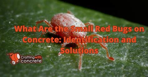 What Are Tiny Red Bugs On Concrete At Alexis Dawkins Blog