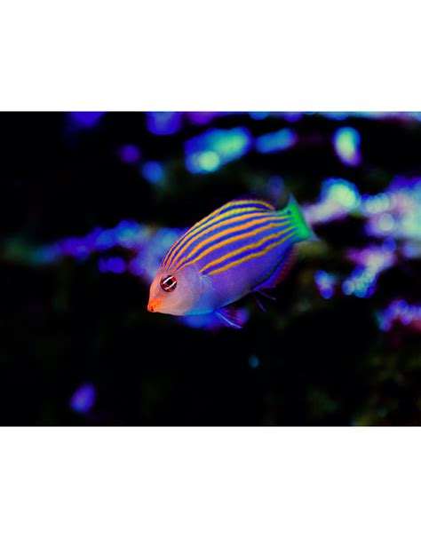 Sechsstreifen Lippfisch Pseudocheilinus Hexataenia Paar Kaufen Im Aqua Planet Online Shop