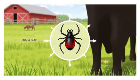 Babesiose Bovina O Que é Sintomas Tratamento E Prevenção