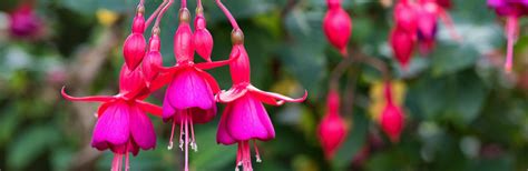 Learn How To Grow And Care For Fuchsia In 5 Simple Steps Love The Garden