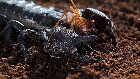 Scorpion Feeding On Cockroach Stock Video Clip K0036602 Science