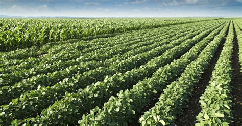 Gmo Testing
