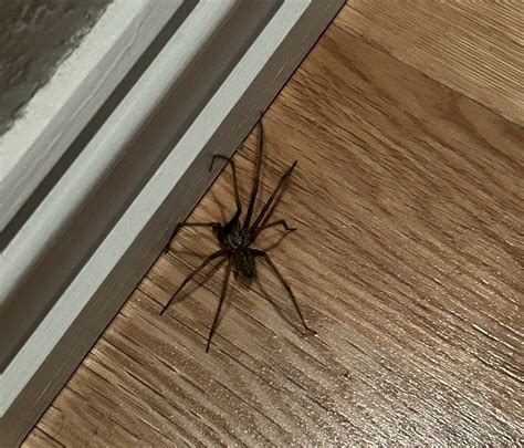 Insekter Fhi Kommer Krypende Inn Vi Får Veldig Mange Telefoner