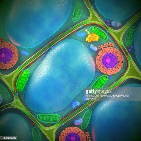 3 186 Cellule Vegetale High Res Illustrations Getty Images
