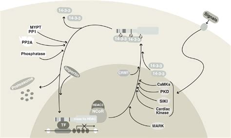 Model Of Class Iia Hdac Regulation The Transcriptional Repressor
