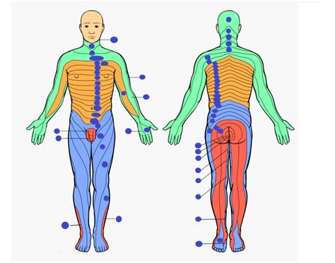 Dermatome Map — Printable Worksheet
