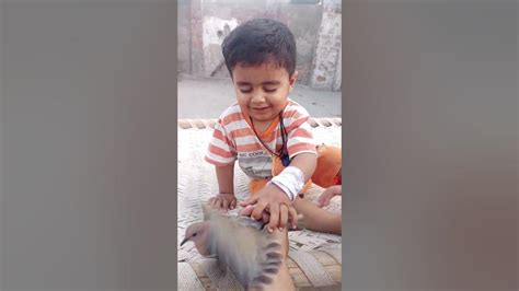 فاختہ ہوگئی آزاد۔۔۔ Youtube