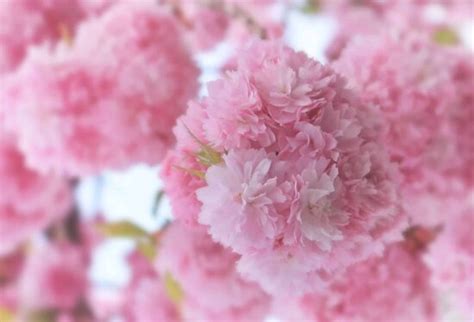 Free Picture Garden Nature Summer Pink Flower Leaf Herb Pink Blossom